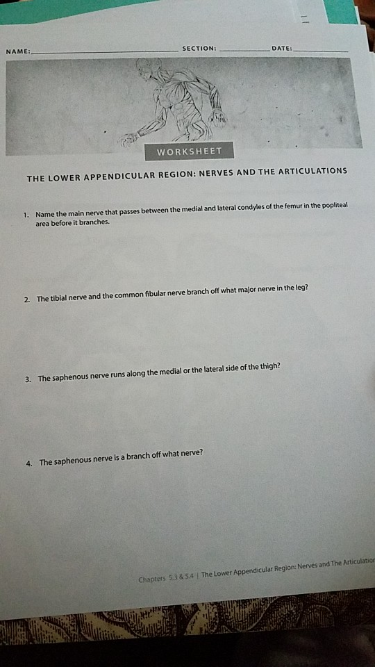 Solved NAME: SECTION DATE: WORKSHEET THE LOWER APPENDICULAR | Chegg.com