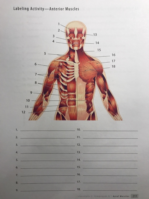 Solved Labeling Activity-Anterior Muscles 13 14 15 16 17 18 | Chegg.com