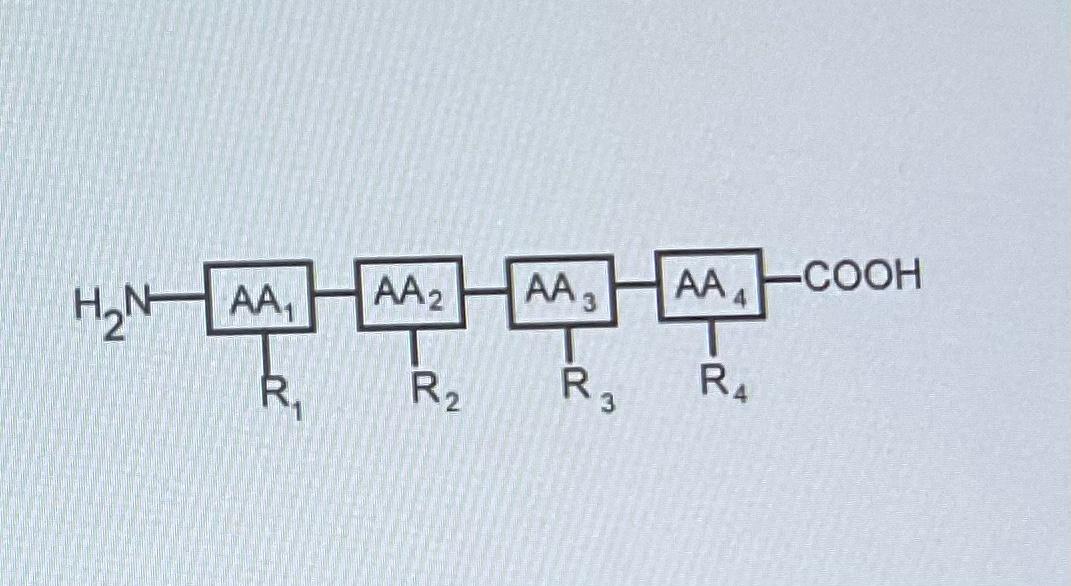 Solved Consider the following generic peptide where the R | Chegg.com
