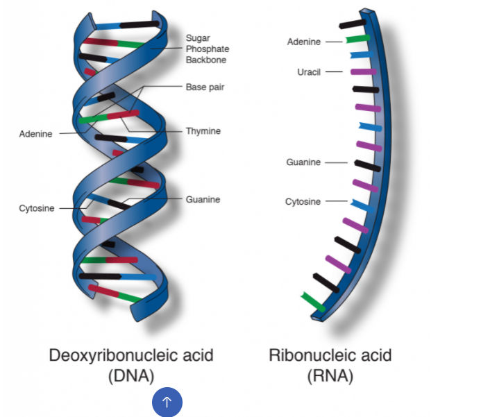 Solved Adenine Sugar Phosphate Backbone Uracil Base pair | Chegg.com