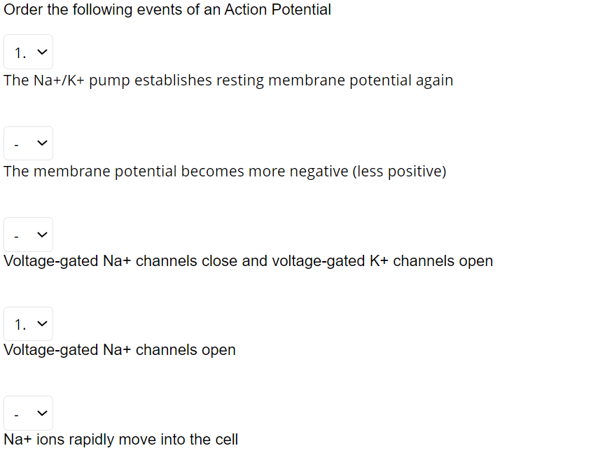 Solved Order the following events of an Action PotentialThe | Chegg.com
