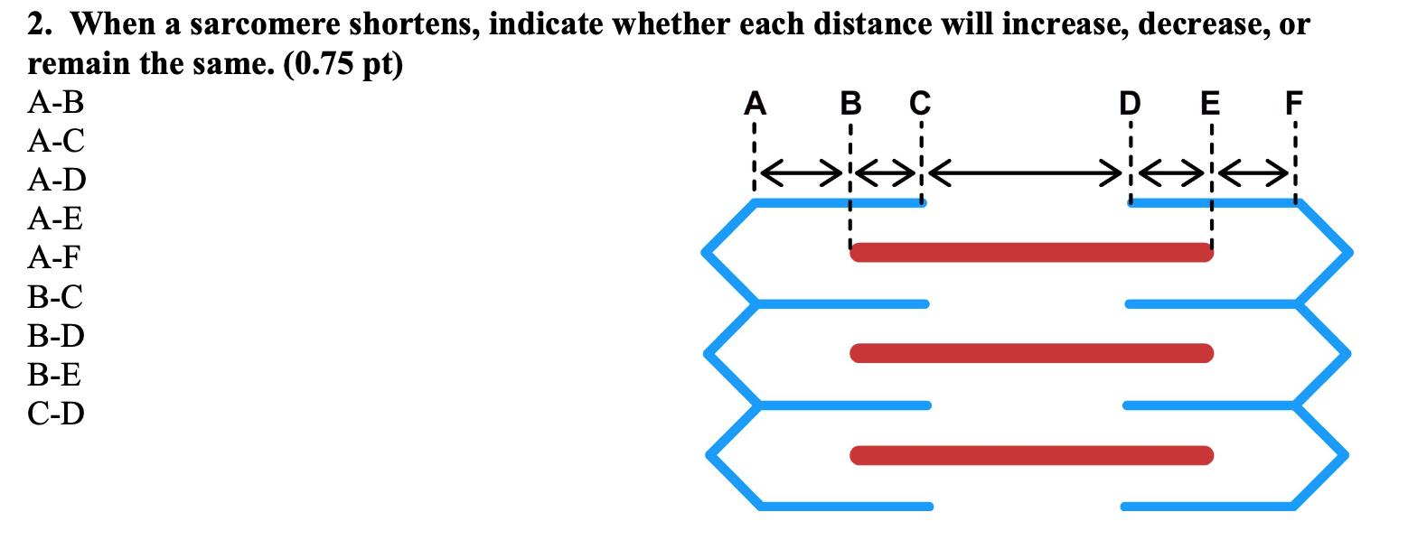 Solved 2. When a sarcomere shortens, indicate whether each | Chegg.com