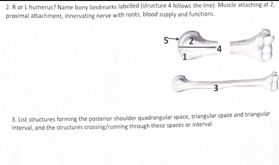 Solved 2. R or L humerus? Name bony landmarks labelled | Chegg.com