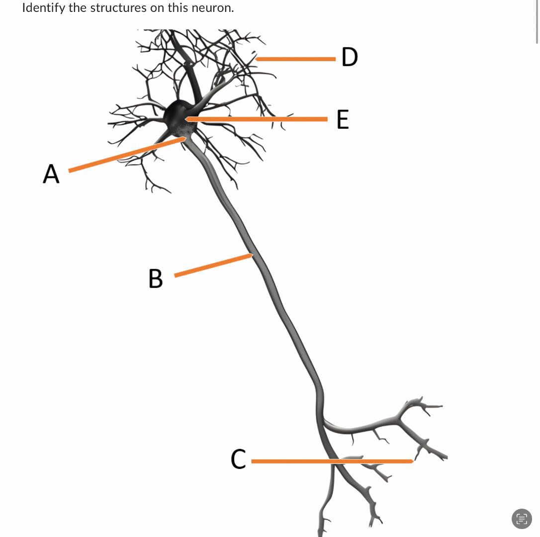 Solved Identify the structures on this neuron. | Chegg.com