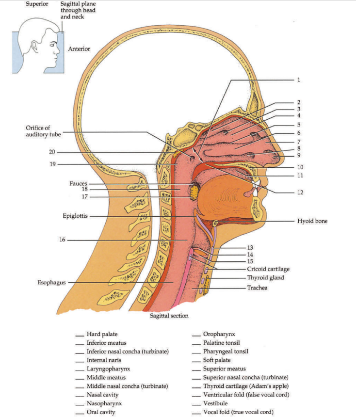 Sagittal Plane Head