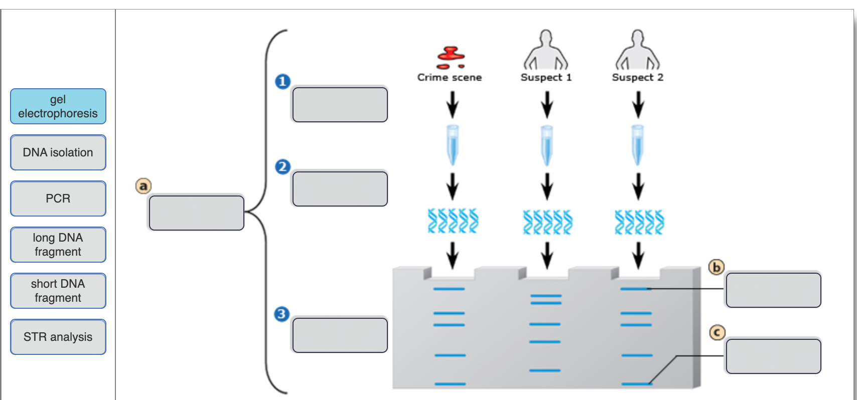 How Is Gel Electrophoresis Used In Crime Investigations at Betty Robin blog