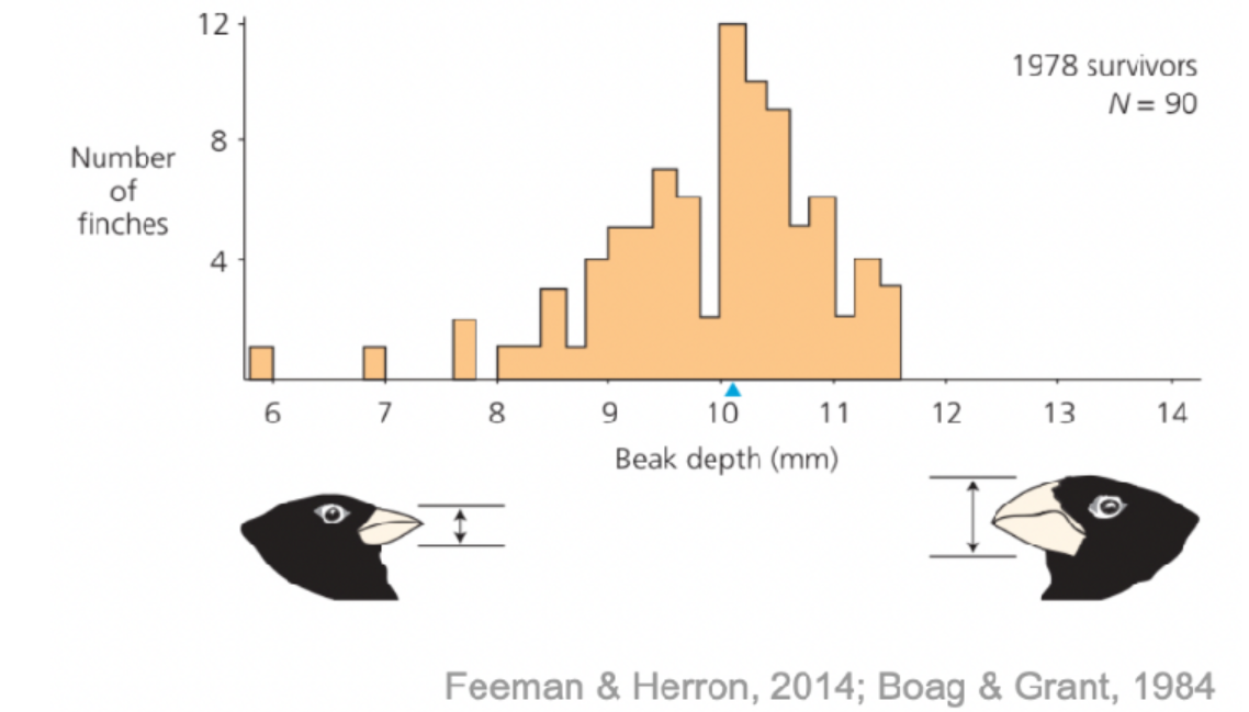 Below are histograms of the same generation of | Chegg.com