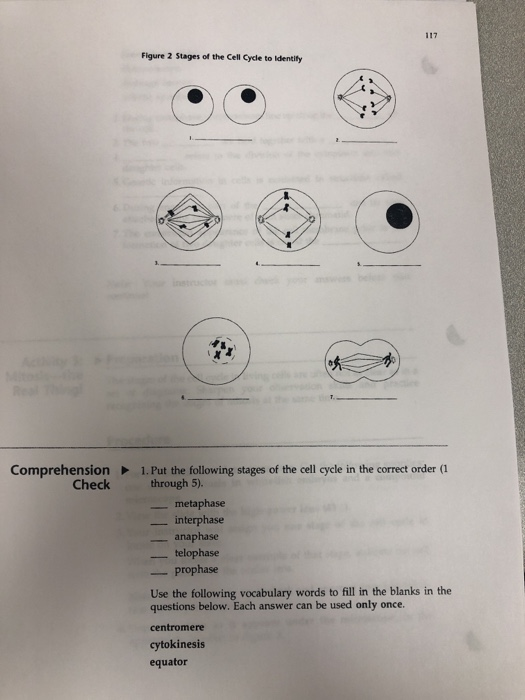 Figure 2 Stages of the Cell Cycle to Identify | Chegg.com