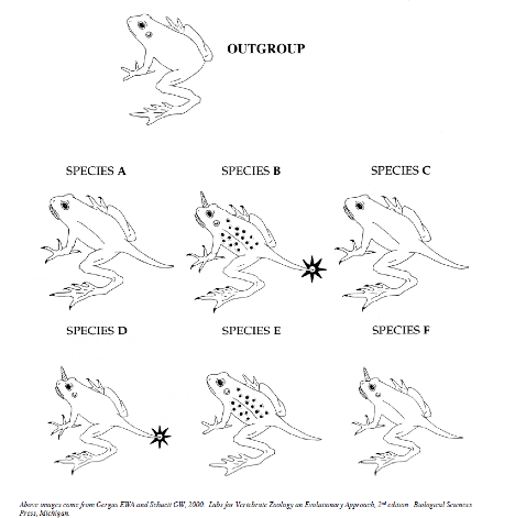 Solved Procedure1 - Phylogeny of Hypothetical Frogs Based | Chegg.com