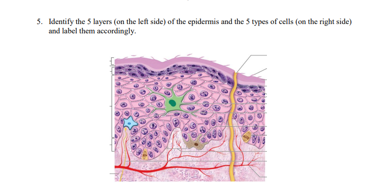 Solved 4. Label the different layers of the skin using the | Chegg.com