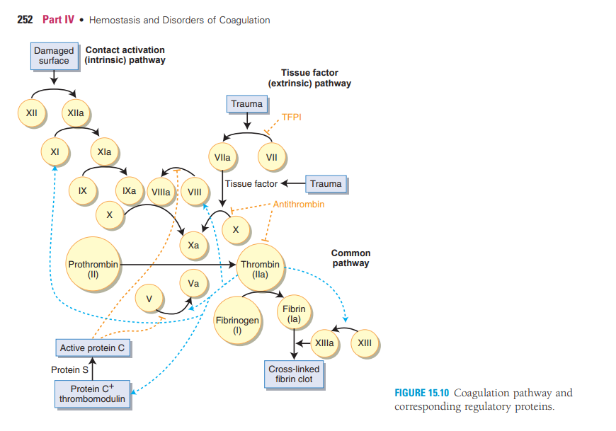 Solved Using Figures 15.9 and 15.10, work to diagram the | Chegg.com