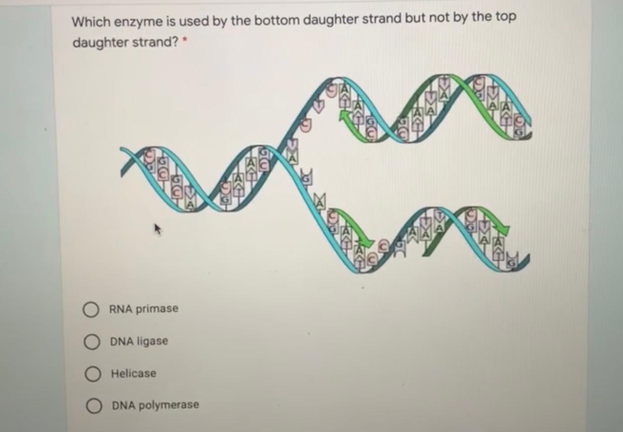 Solved Which enzyme is used by the bottom daughter strand | Chegg.com