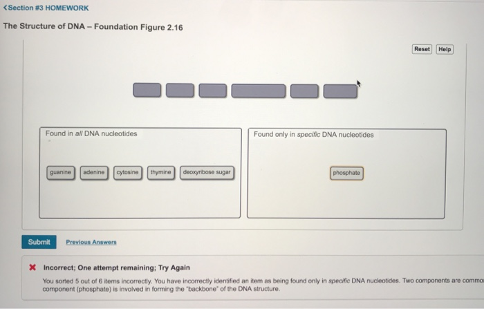 Solved (Section #3 HOMEWORK The Structure of DNA-Foundation | Chegg.com