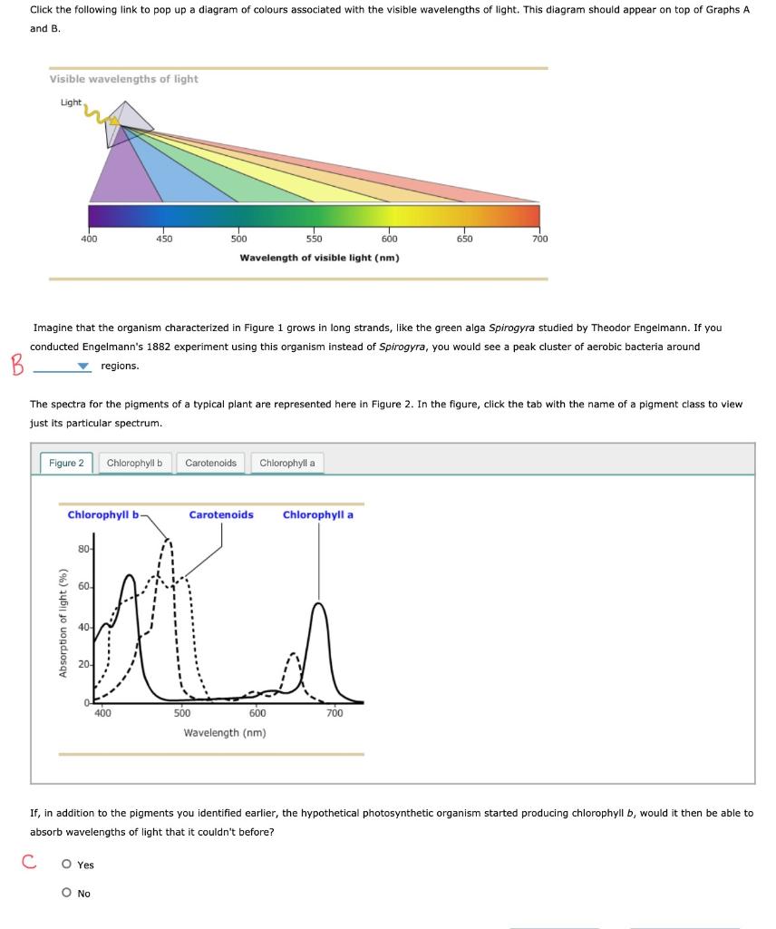Solved 2. How absorption and action spectra are related | Chegg.com
