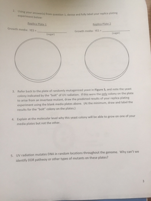 Solved During Lab 3 you utilized replica plating techniques | Chegg.com