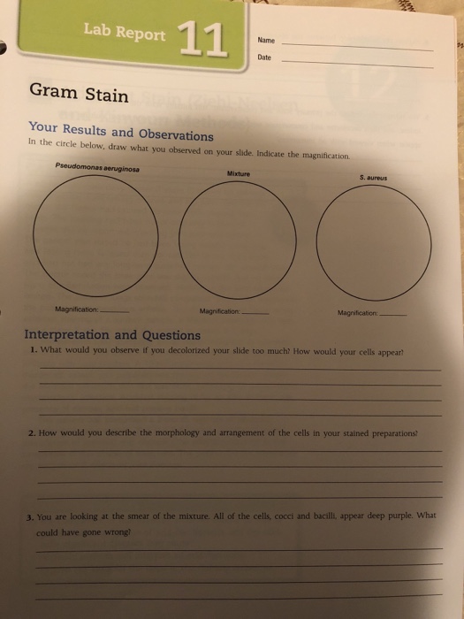 Solved Lab Report Name Date Gram Stain Your Results and | Chegg.com