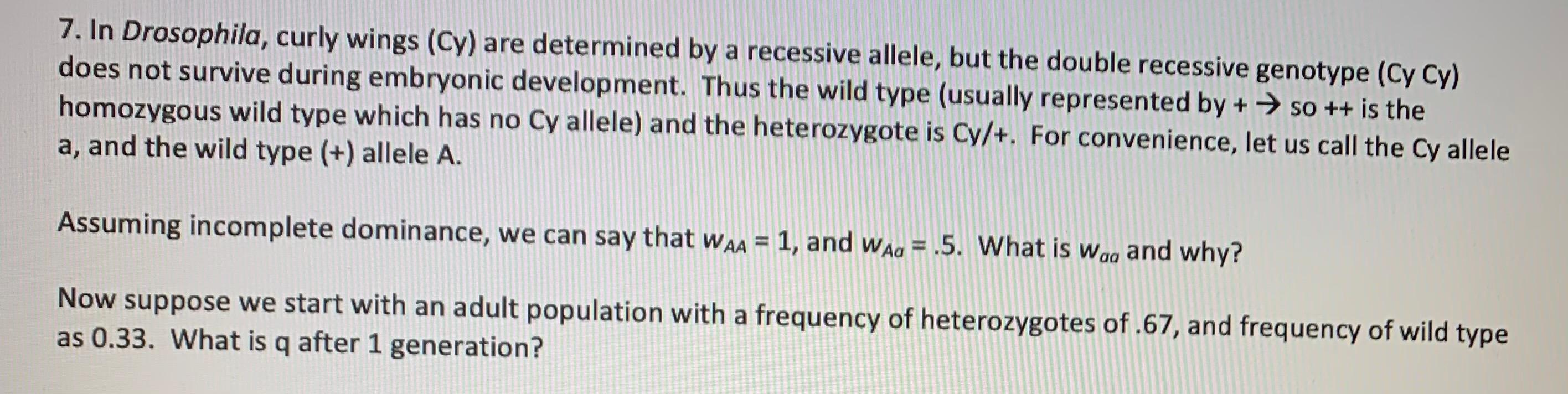 Solved 7. In Drosophila, curly wings (Cy) are determined by | Chegg.com
