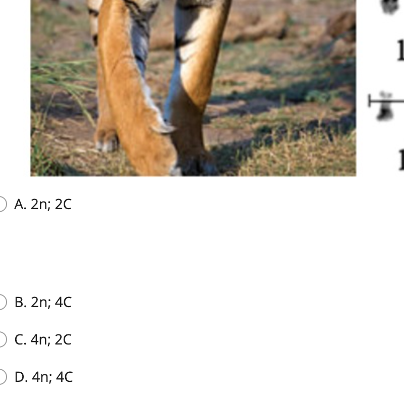 [Solved]: The karyotype of Panthera tigris altaica is show