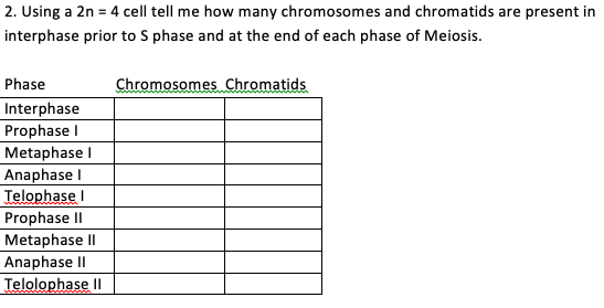 Solved 2. Using a 2n = 4 cell tell me how many chromosomes | Chegg.com