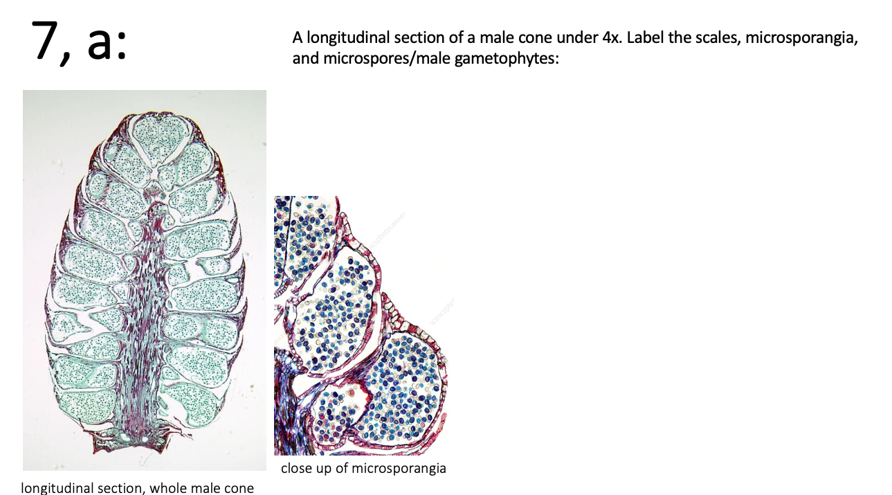 Pinus Male Cone Diagram