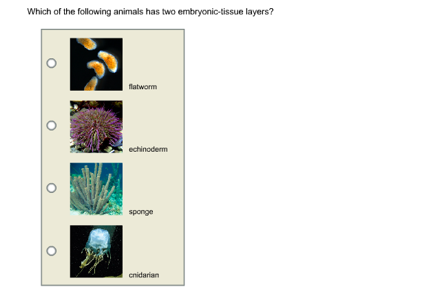 Solved Which of the following animals has two | Chegg.com