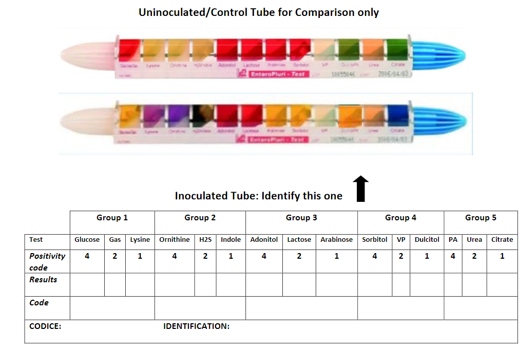 Solved Uninoculated/Control Tube for Comparison only de | Chegg.com