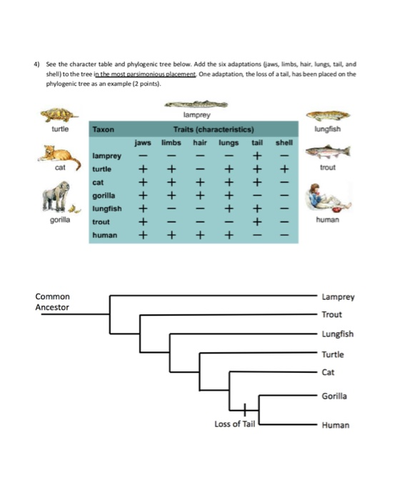 Solved 4) See the character table and phylogenic tree below. | Chegg.com