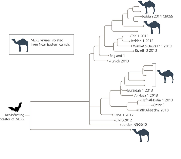 Solved This phylogenetic tree shows the evolutionary history | Chegg.com