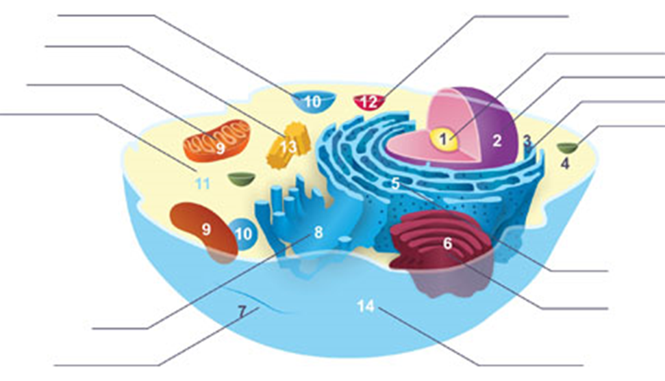 Solved In the table below, identify the organelles shown in | Chegg.com Solved In the table below, identify the organelles shown in | Chegg.com