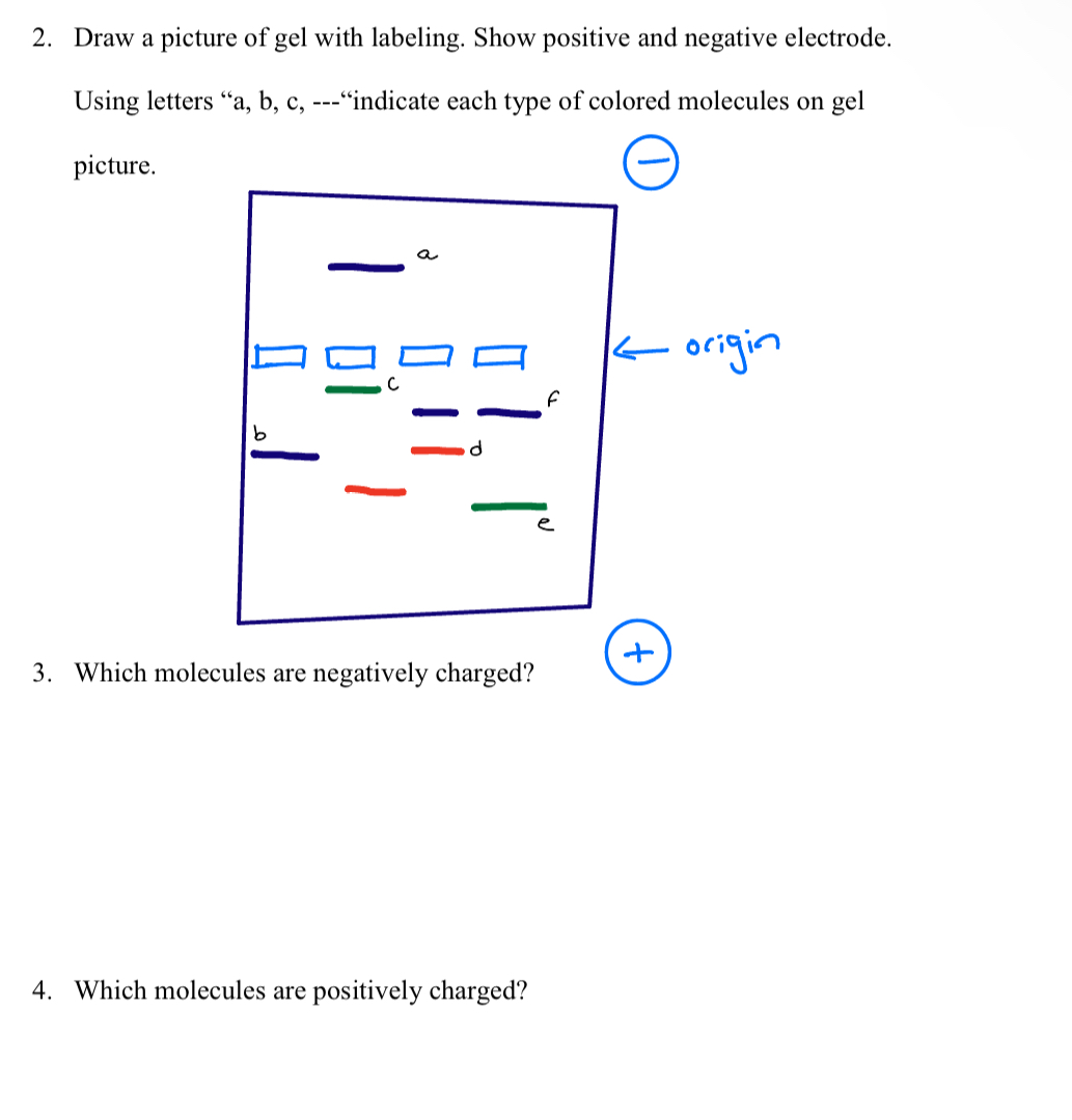 Solved Draw a picture of gel with labeling. Show positive | Chegg.com