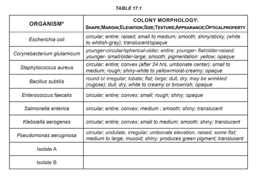 Enterococcus Faecalis Colony Morphology