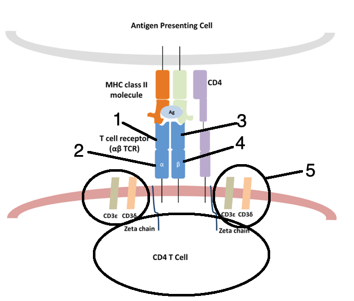 Solved Match the parts:V alpha domain of TCR ﻿C beta domain | Chegg.com