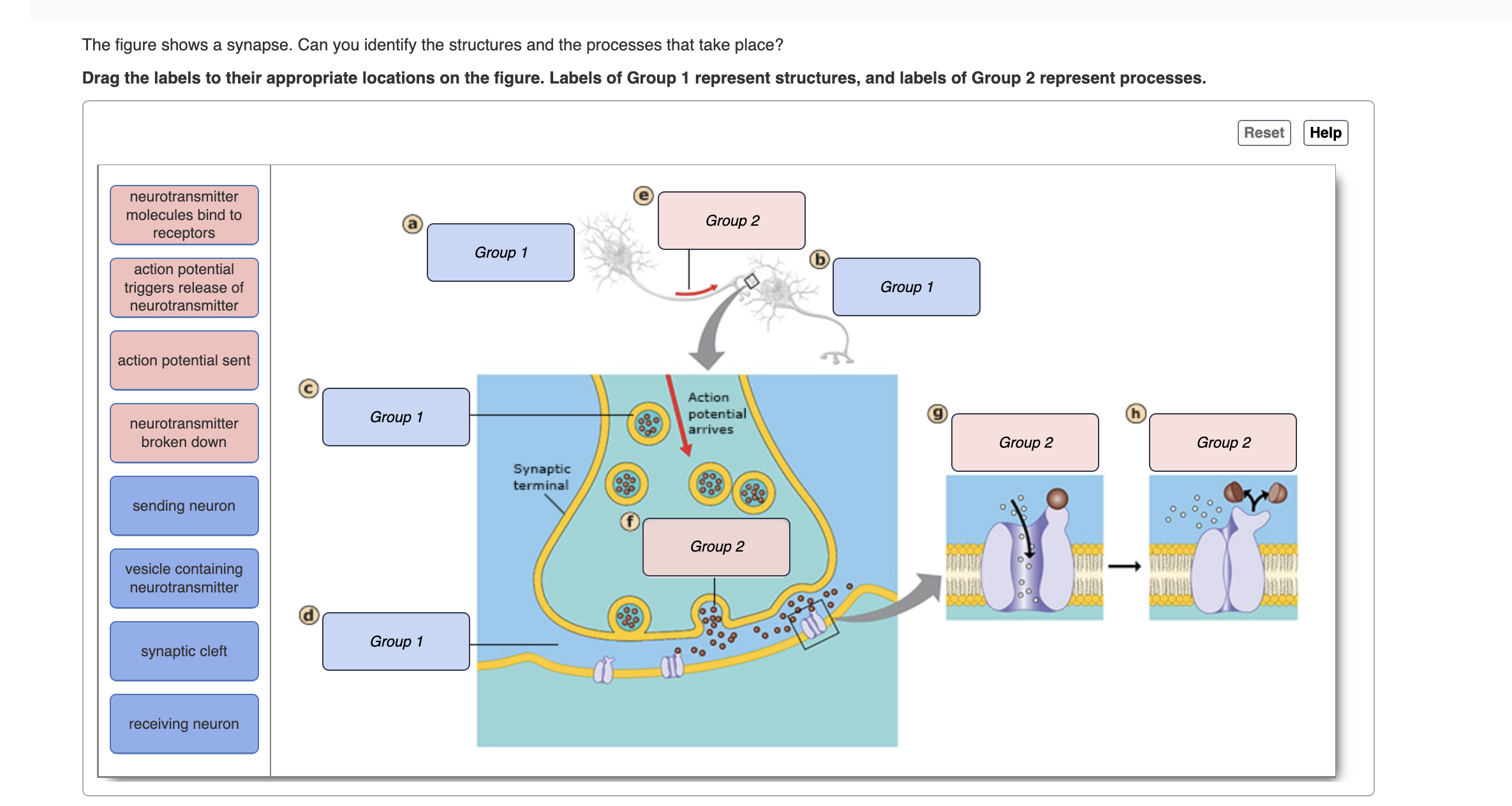 Solved The figure shows a synapse. Can you identify the | Chegg.com