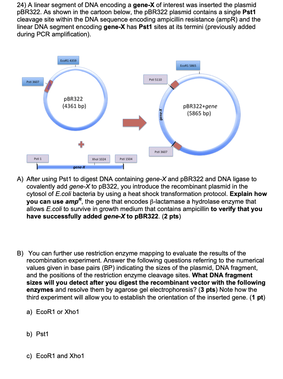 Solved 24) A linear segment of DNA encoding a gene-X of | Chegg.com