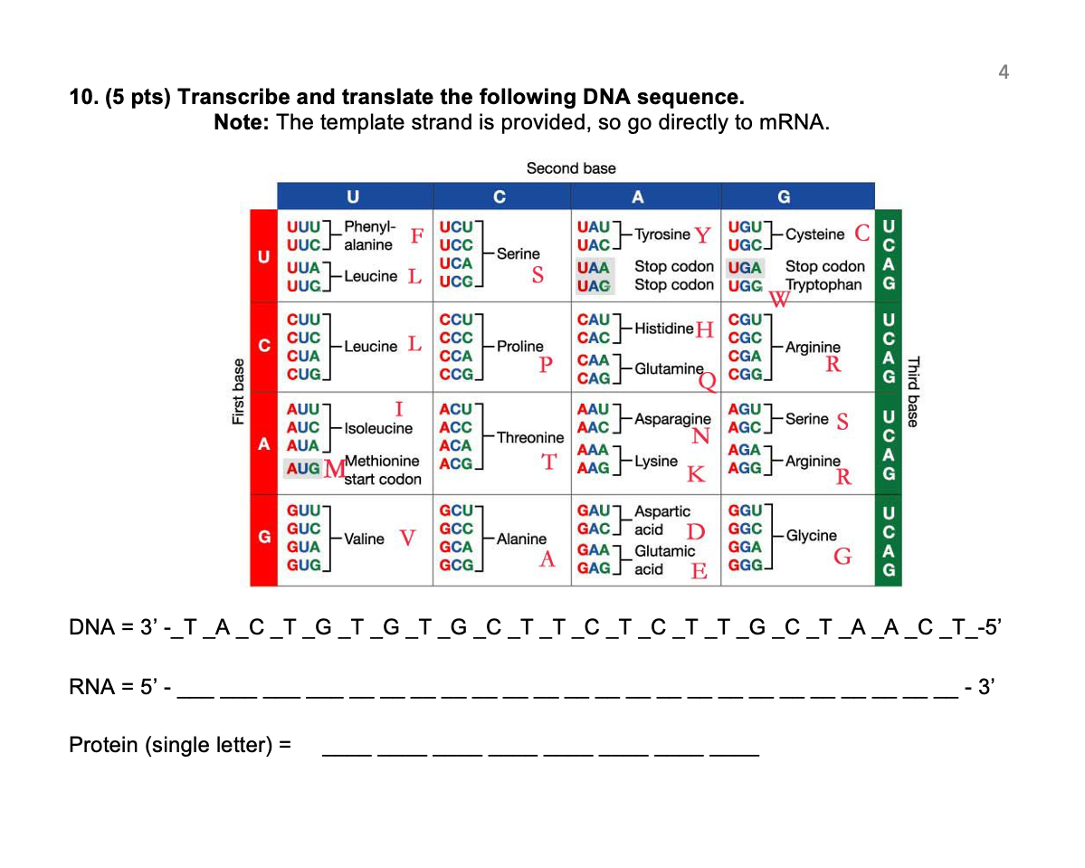 Solved 4 10. (5 pts) Transcribe and translate the following | Chegg.com