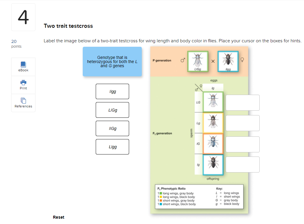 Solved 4. Two trait testcross Label the image below of a | Chegg.com