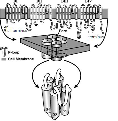 Solved The diagram below shows the chemical structure of a | Chegg.com