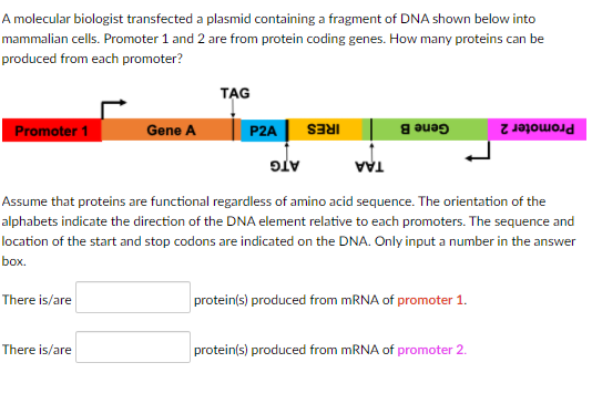 Solved A molecular biologist transfected a plasmid | Chegg.com
