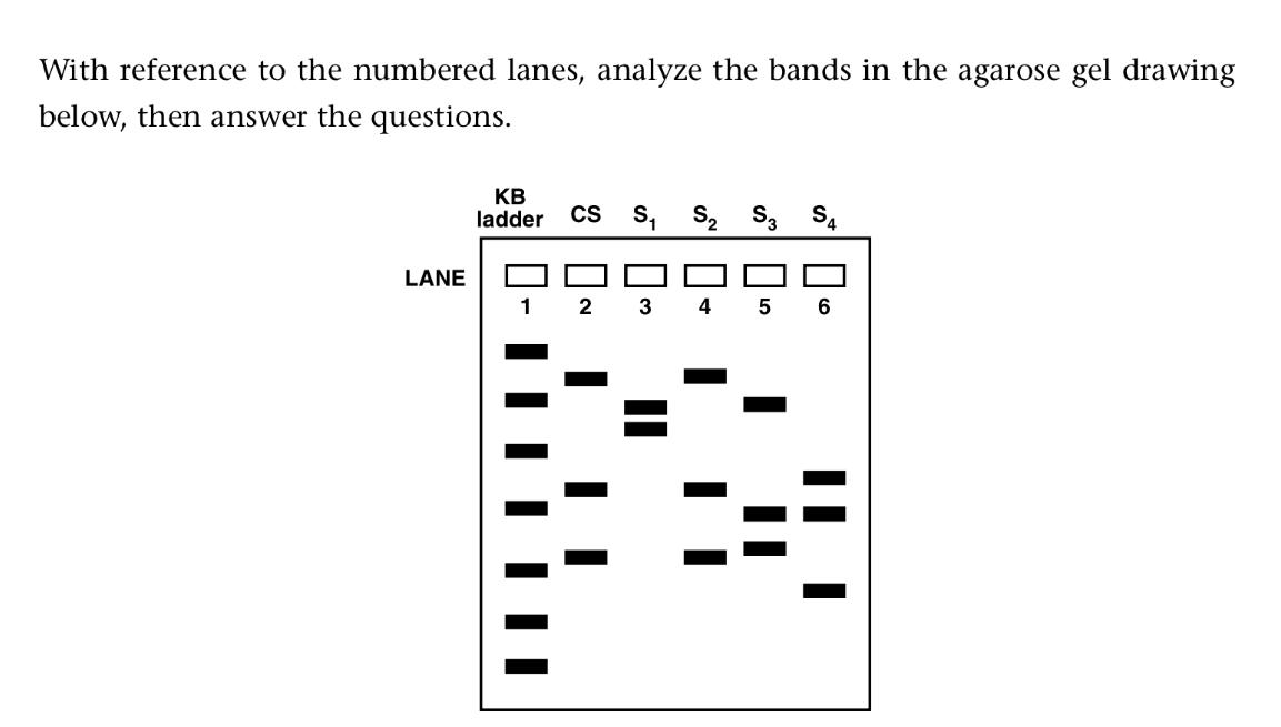 Solved 1) Which sample has the smallest DNA fragment ? Which | Chegg.com