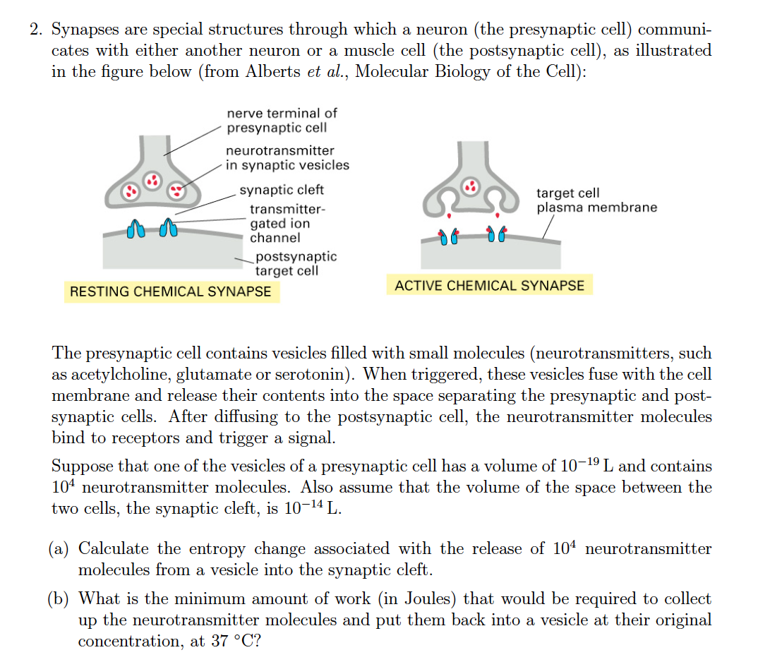 Solved 2. Synapses are special structures through which a | Chegg.com