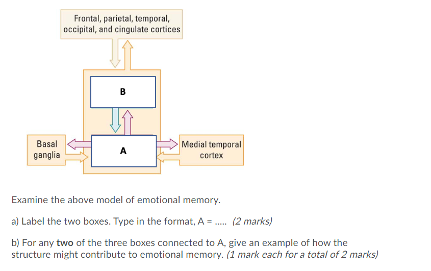 Solved Frontal, parietal, temporal, occipital, and cingulate | Chegg.com