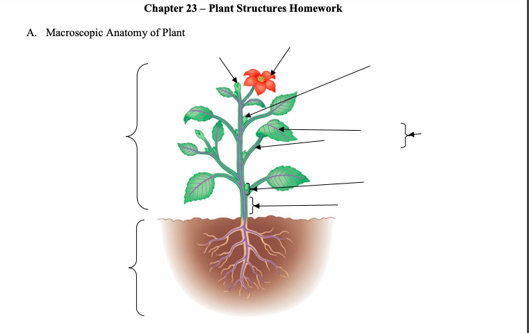 Solved Chapter 23 - Plant Structures Homework A. Macroscopic | Chegg.com