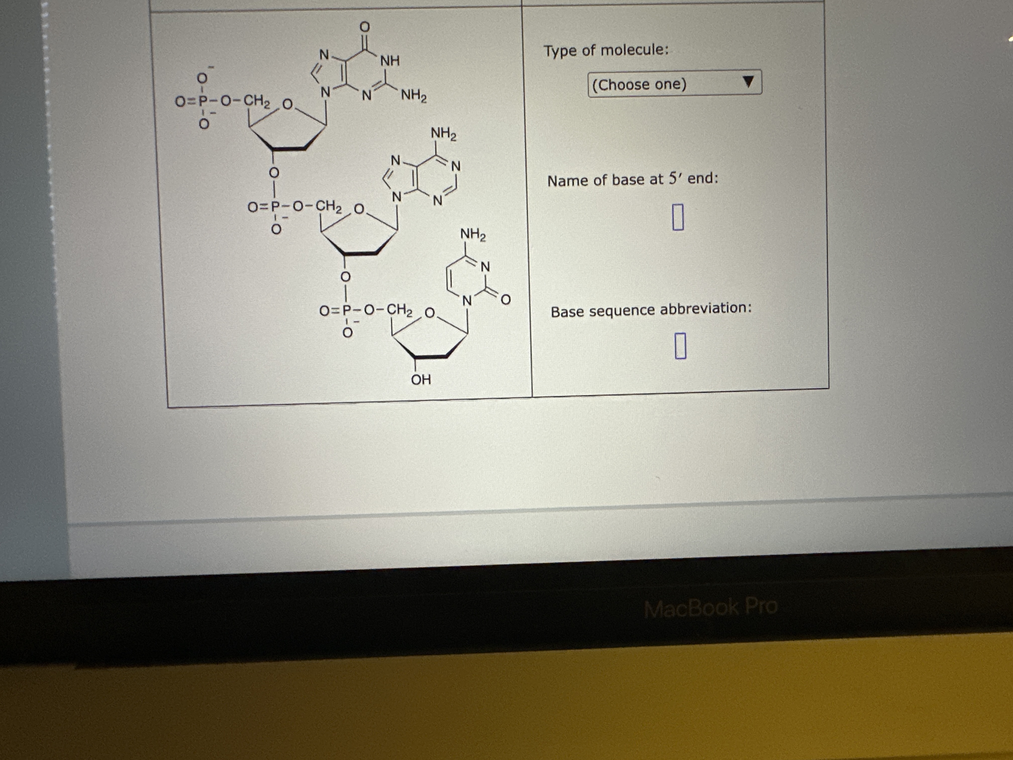 Solved Type of molecule: Name of base at 5′ end: Base | Chegg.com