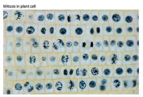 Mitosis Stages Under Microscope