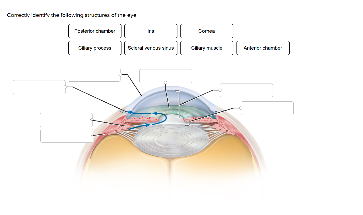 Solved Correctly identify the following structures of the | Chegg.com