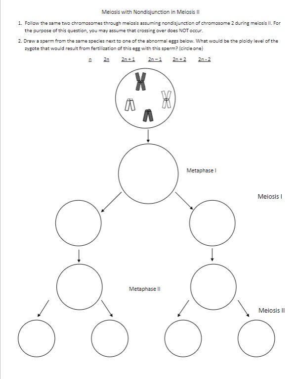 Blank Meiosis Diagram