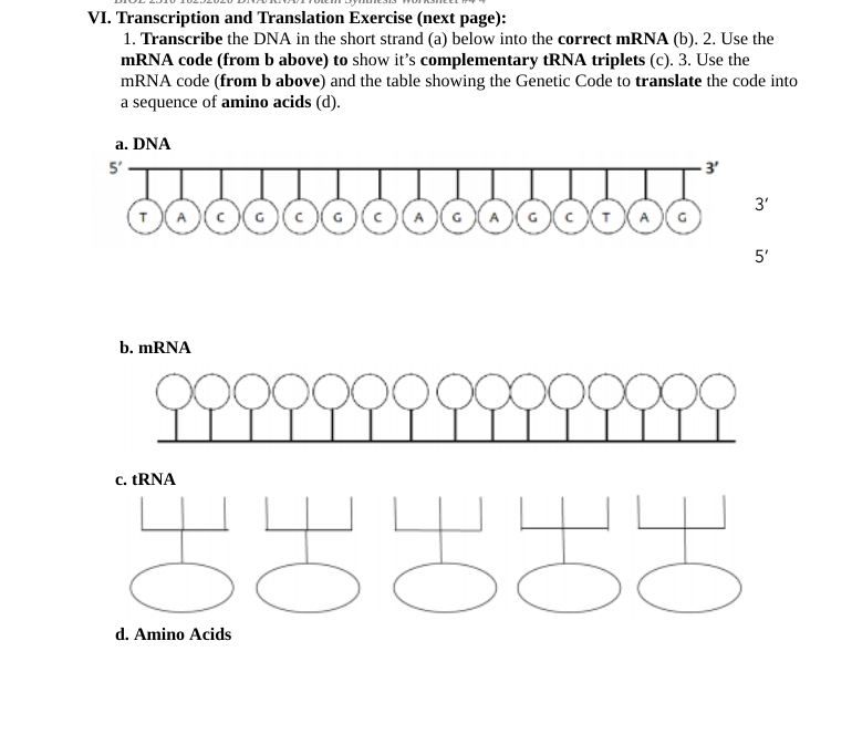 Solved VI. Transcription and Translation Exercise (next | Chegg.com