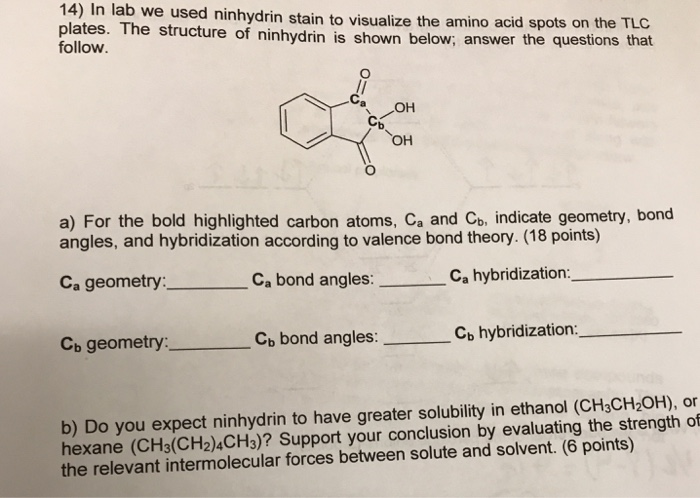 Solved 14) In lab we used ninhydrin stain to visualiz | Chegg.com