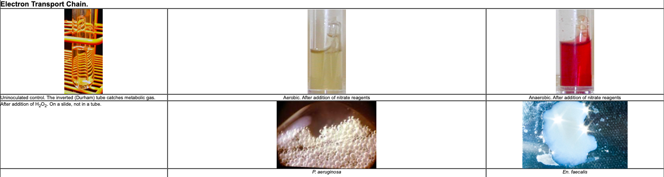 Solved Actual results Color after nitrate reagents Nitrate | Chegg.com
