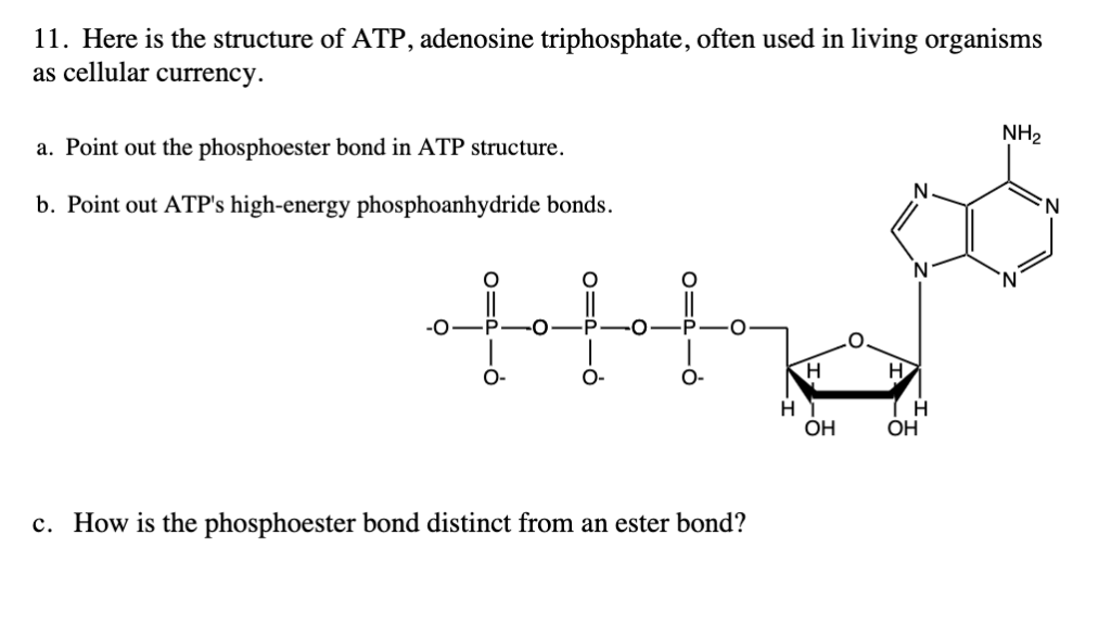 Solved 11. Here is the structure of ATP, adenosine | Chegg.com